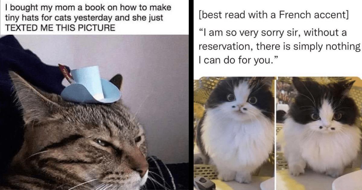 Wholesome Memes & Purrfect Feline Funnies 😹🥰