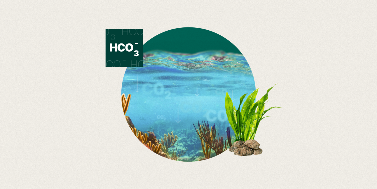 🌊 HackTrends: Ocean-Based CDR