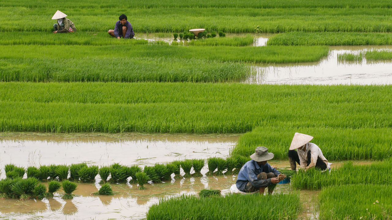 🌾 [#18] Decarbonizing Agriculture: A Rice-ing Problem