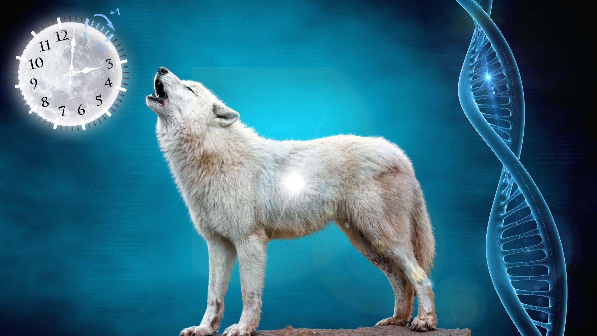 How did a company de-extinct an ancient wolf?