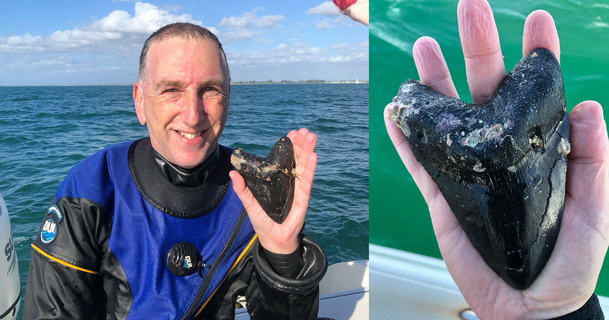 Scuba Diving for Shark Teeth in Venice, Florida