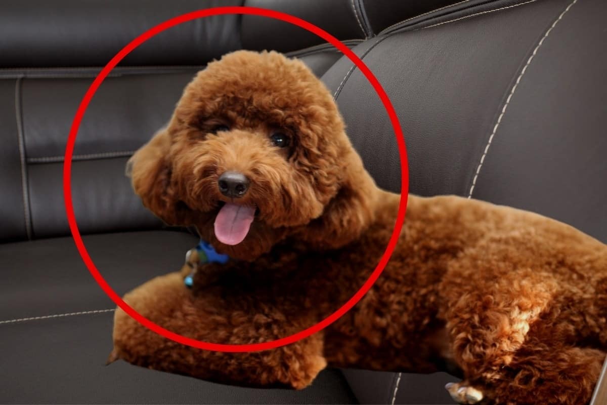 Do Poodles Have Hair or Fur? [Explained]