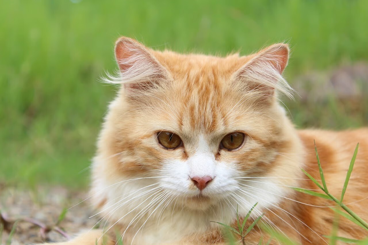 Is It Normal For My Cat To Have Eye Discharge (Eye Boogers)?