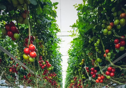 Demers greenhouse group seeks breathing room under NOI as lender backs ...