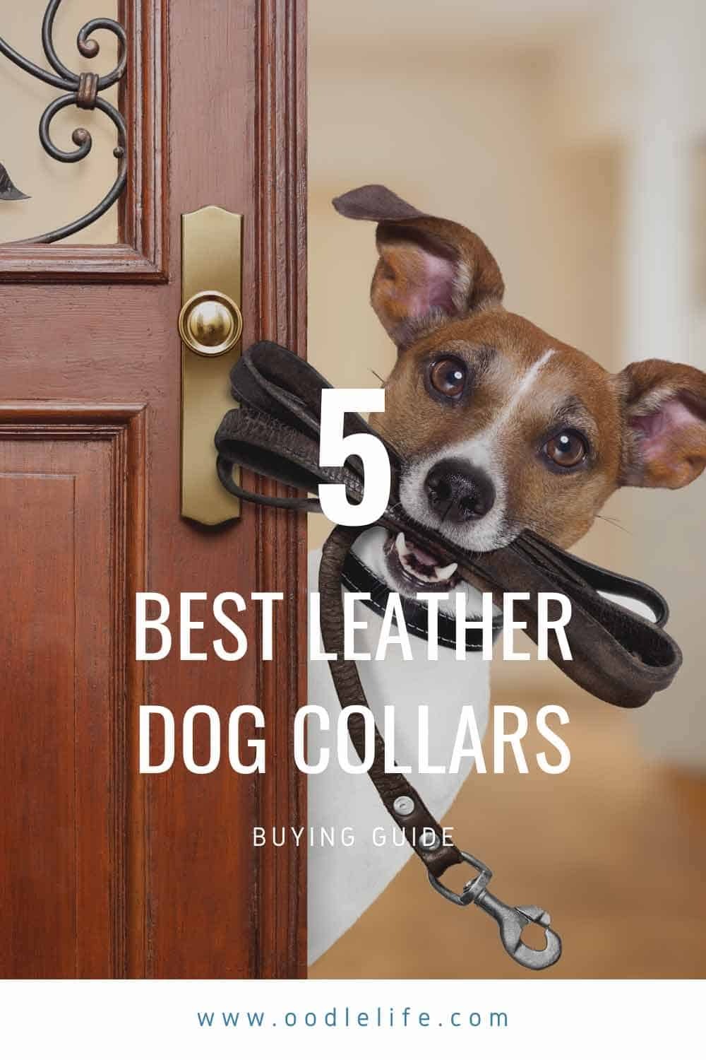 Best Leather Dog Collars – Is Leather Better? Top 5 Reviewed