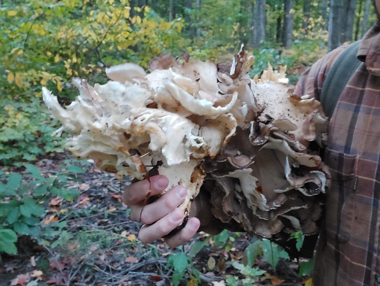 Maitake