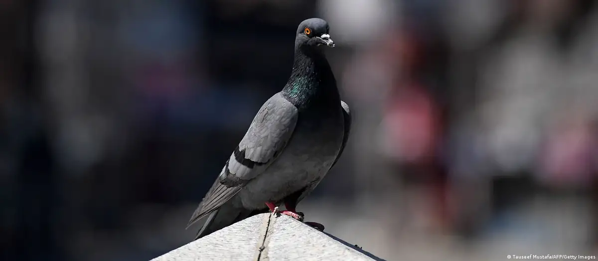 Chinese spy pigeon?