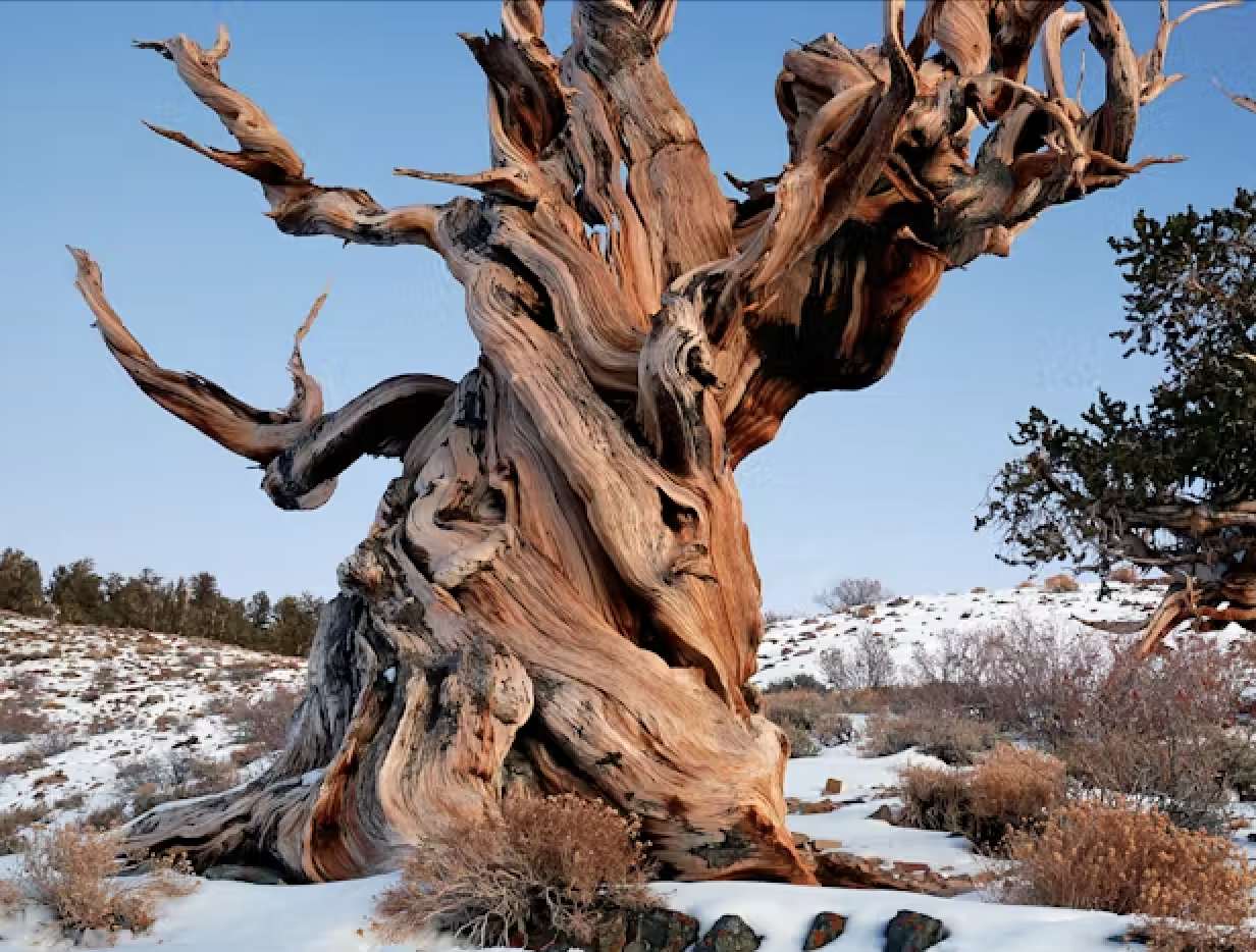 This Tree Is 5,000 Years Old