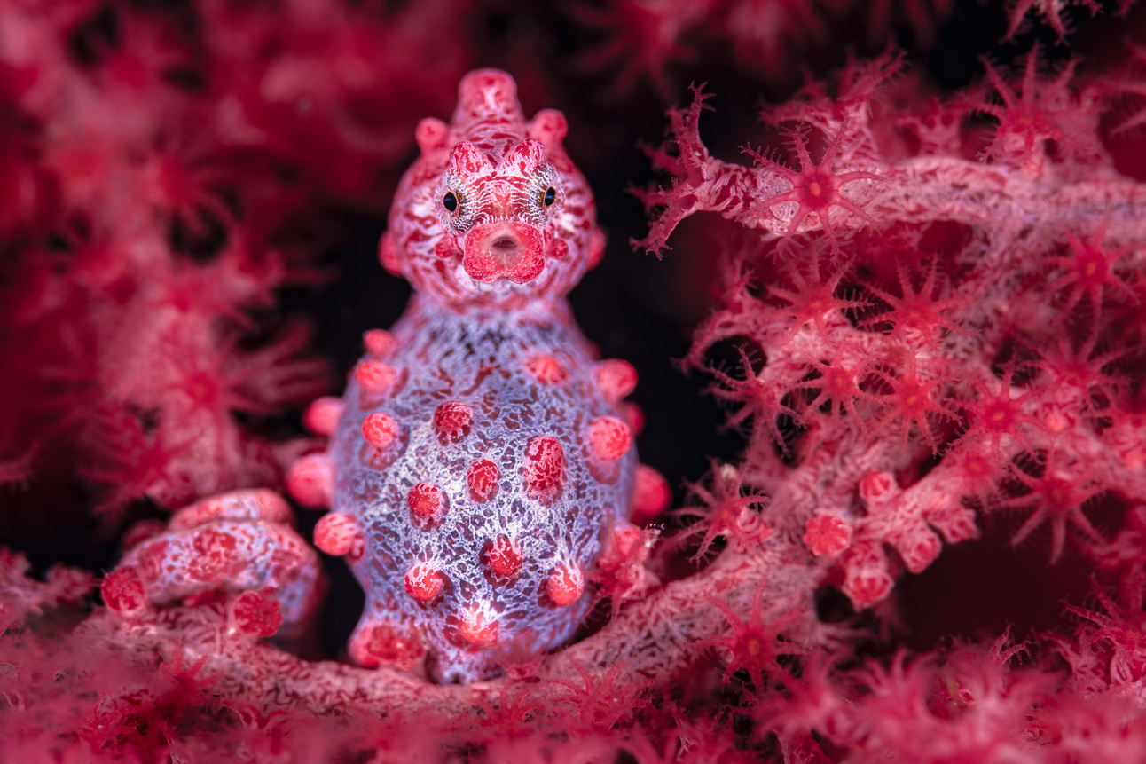 Tiny Marvels of the Deep: The Secret Lives of Pygmy Seahorses