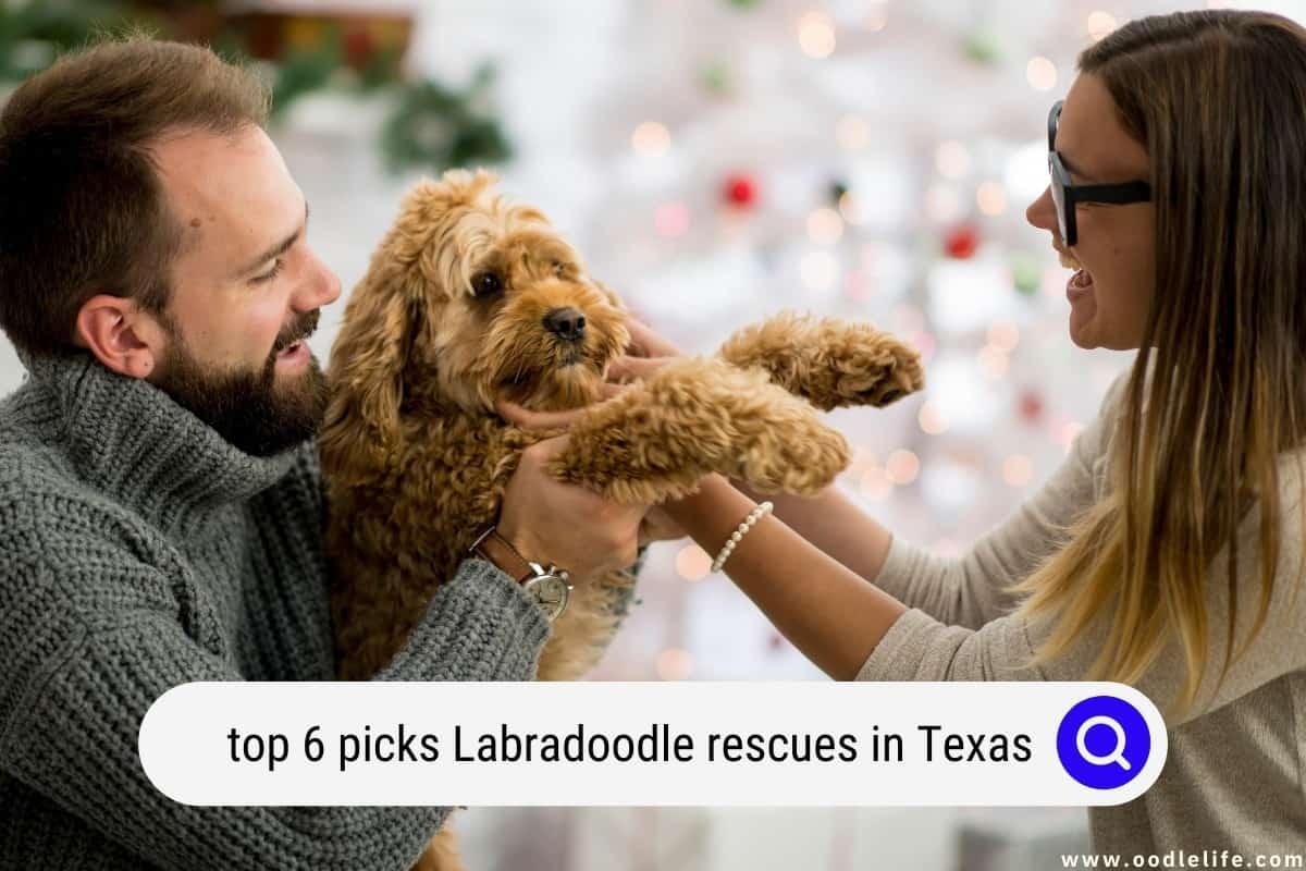 Labradoodle Rescues in Texas – Top 6 Picks! (2024)