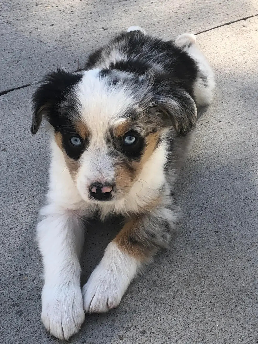 🐶 ️🐶 Meet Juniper, she's a stunning pup! 🐶 ️🐶