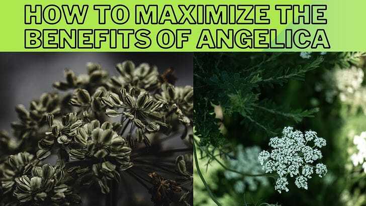 Health Benefits of Angelica (Angelica archangelica)