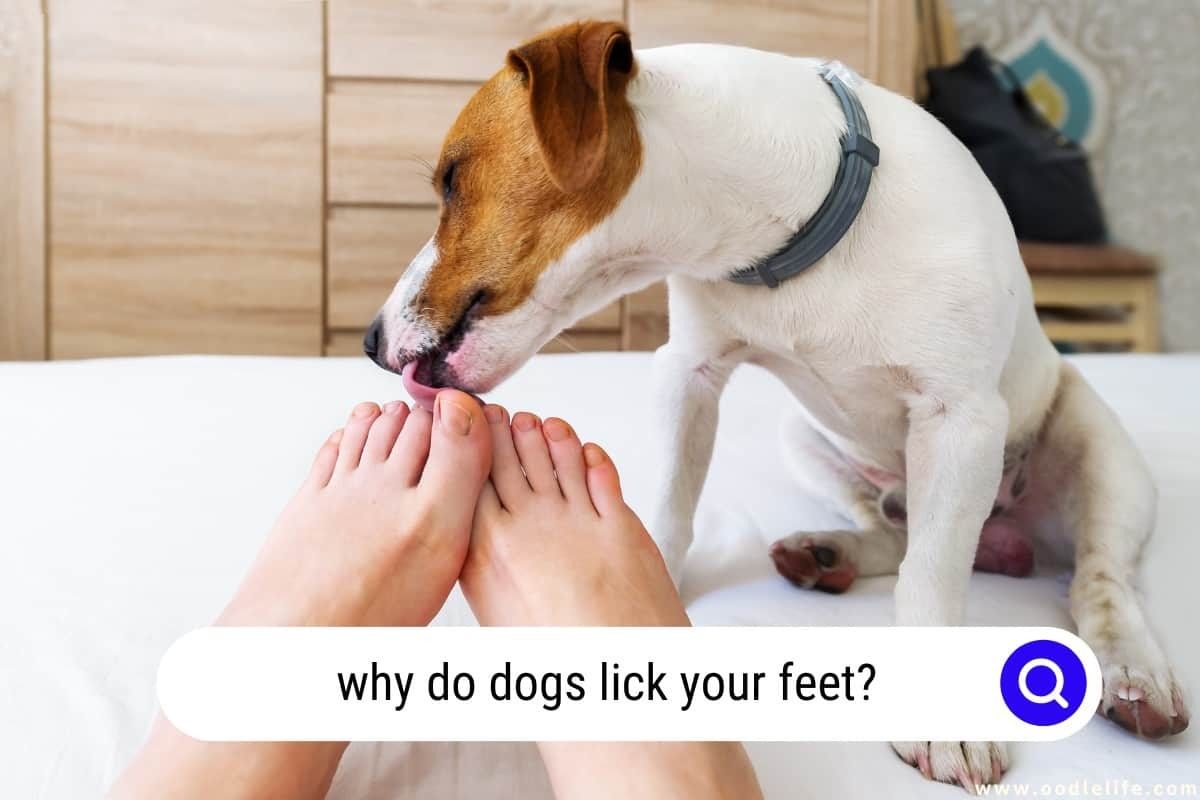 Why Do Dogs Lick Your Feet?