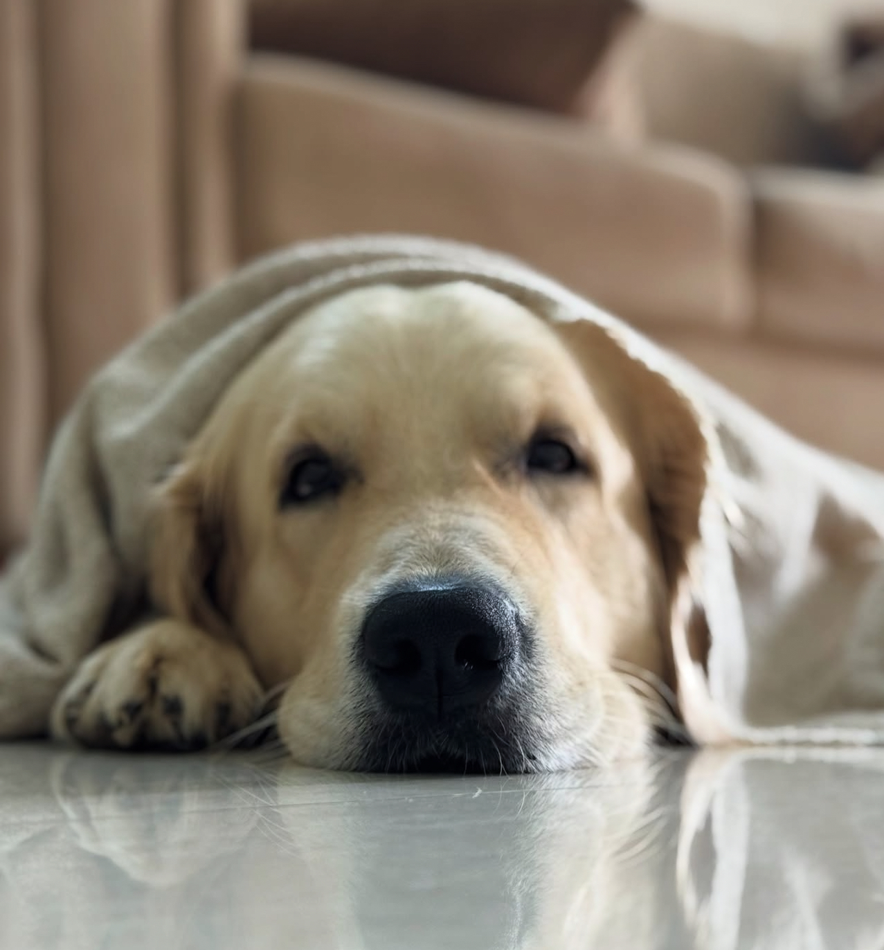 🐶 ️🐶 Cuddle Science: Why Dogs Love Snuggling with Humans 🐶 ️🐶