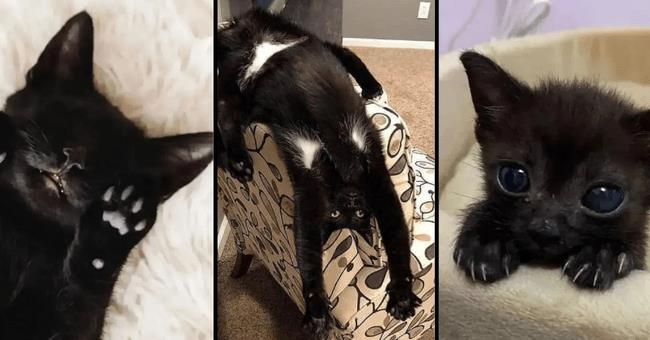 Cute Collection of 20+ Mini Panthers, AKA Black Cats 🖤