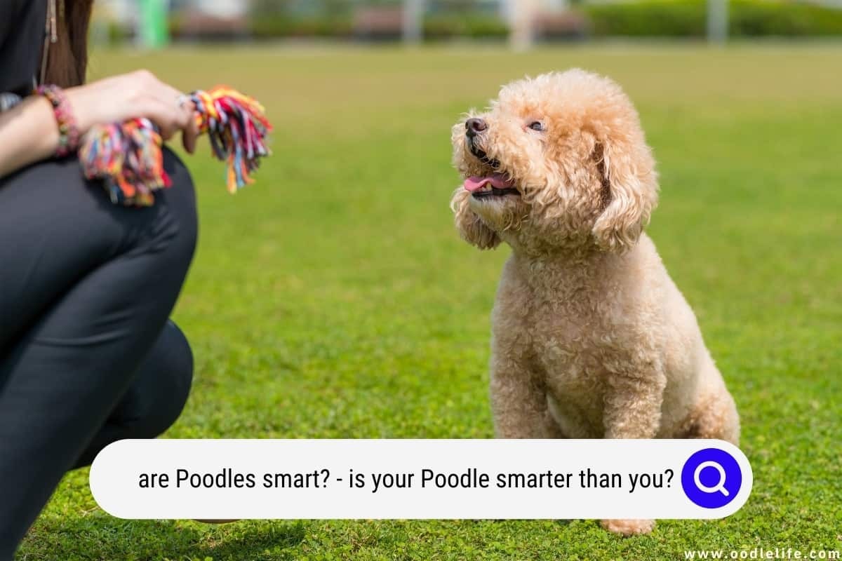 Are Poodles Smart? (Is Your Poodle Smarter Than You?)