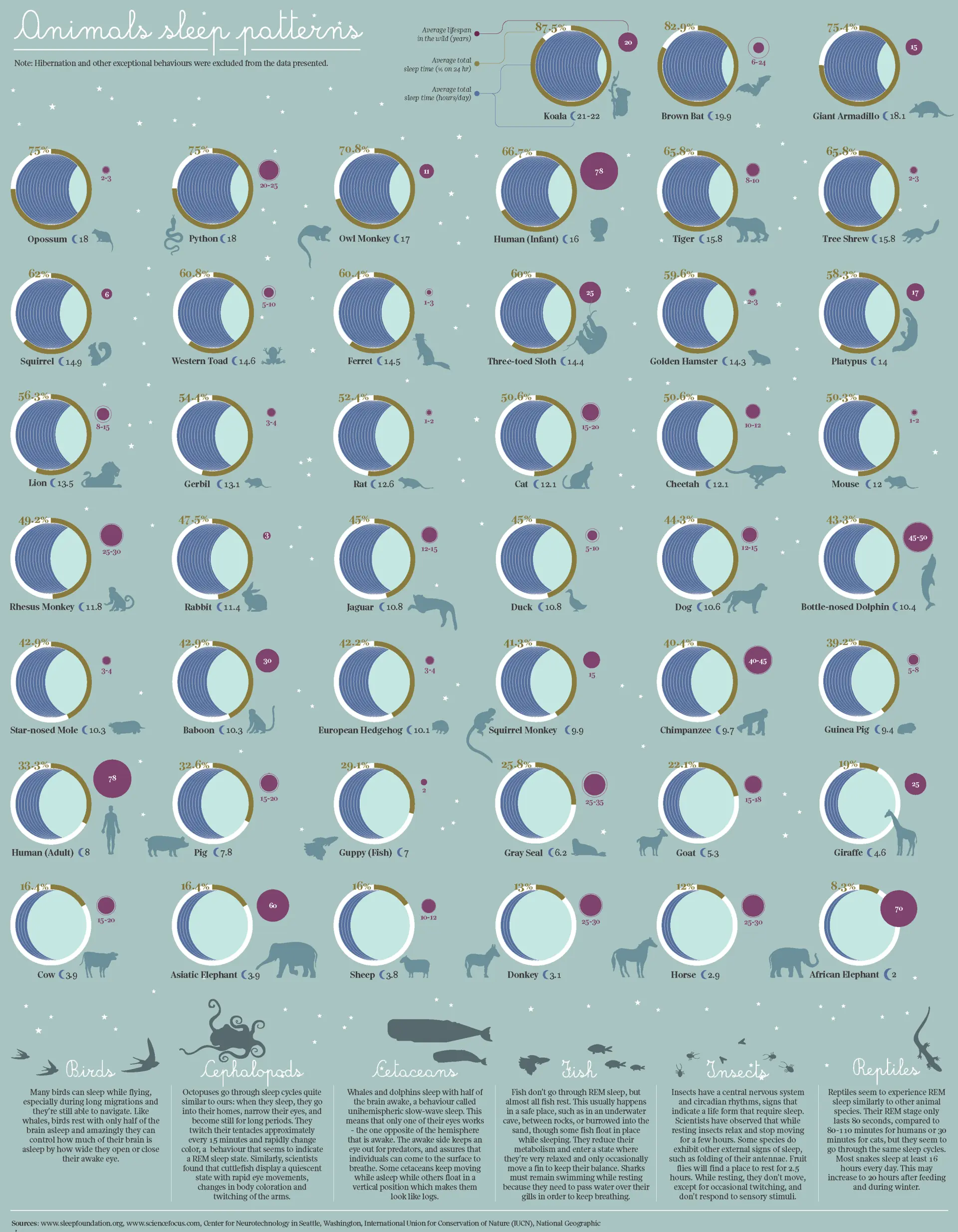 Visualizing How Much Animals Sleep