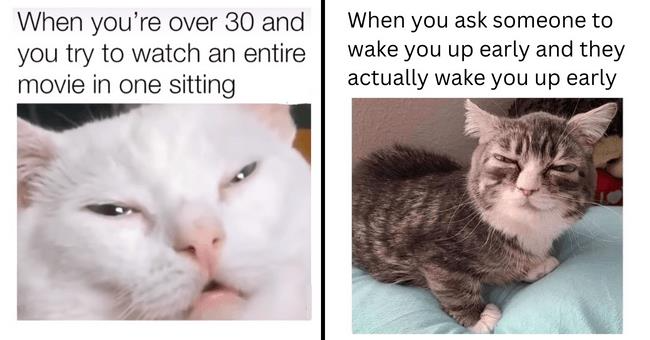 Furry Feline Expressions In The Form Of Memes 😹