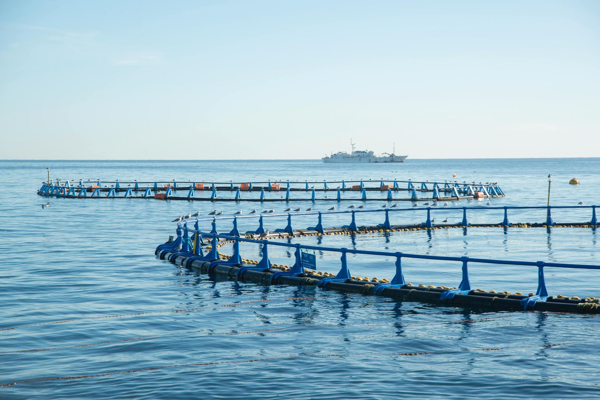 Offshore Fish Farming : Open-Ocean Aquaculture for a Sustainable Future