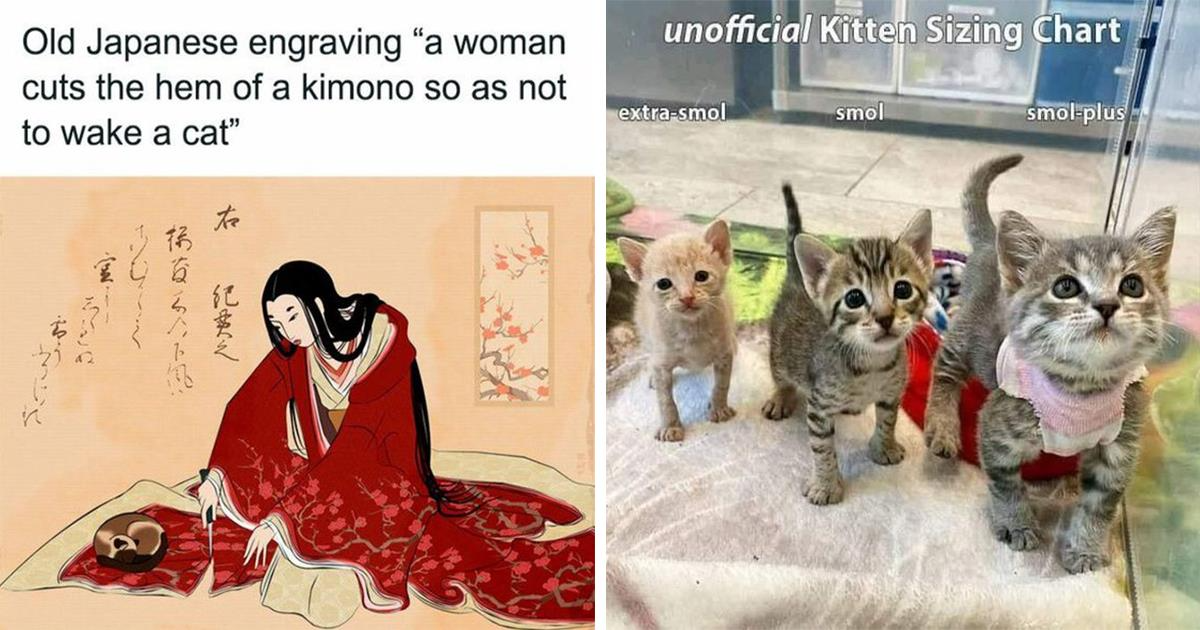 Pawsitive Cat Memes To Start This Sunday On The Right Paw 😸