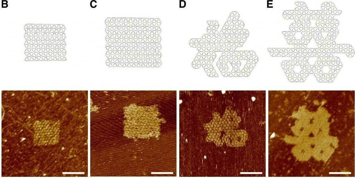 DNA Wireframe Revolution: Scaffold-Free Mesh Innovation!