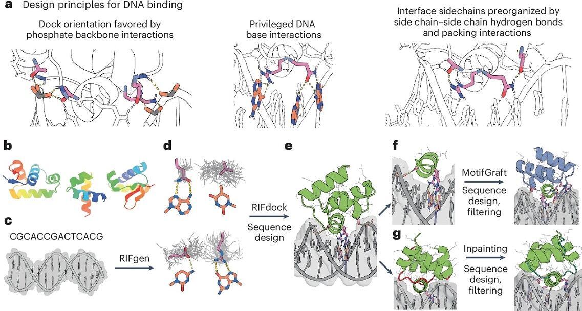 AI-Designed DNA Binders: Machine Learning Crafts Novel Proteins!