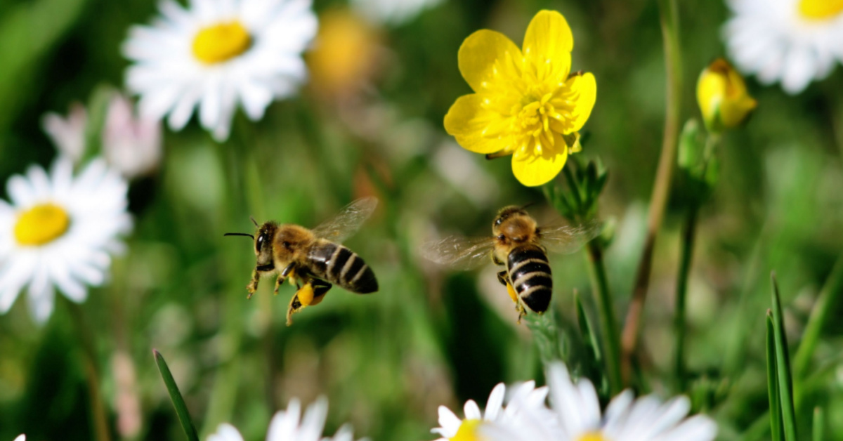 ‘Bee’ on the lookout for wildflowers and butterflies: Burnaby begins ...
