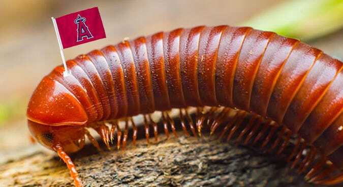 Ohtani Hits 493-Foot Homer, Fails To Impress Millipede