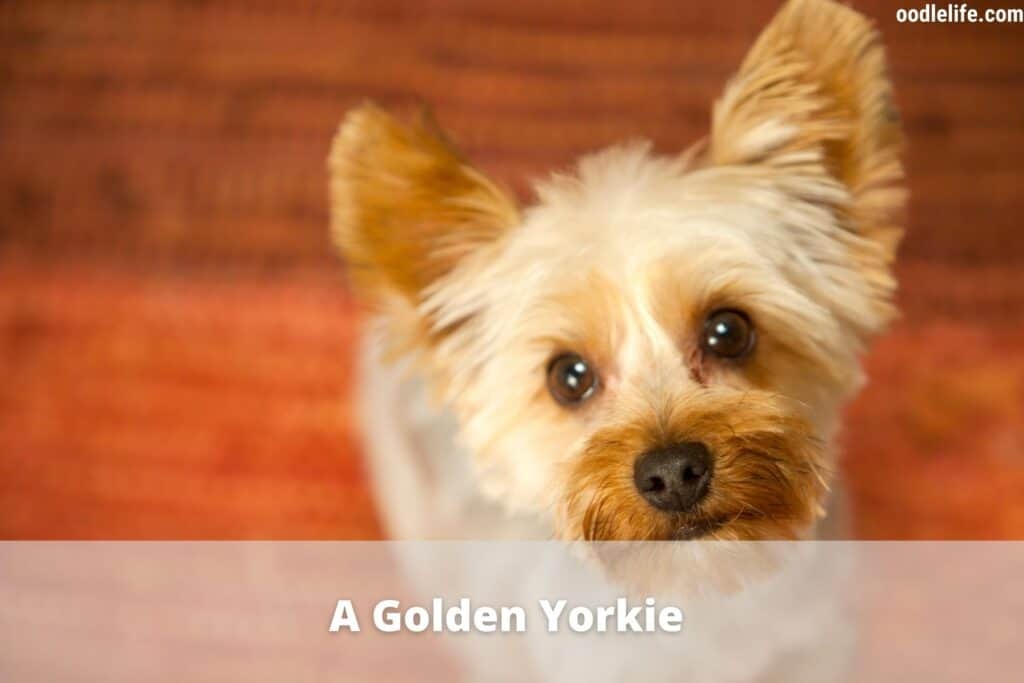 Yorkie Terrier History [Where do Yorkies come from?]
