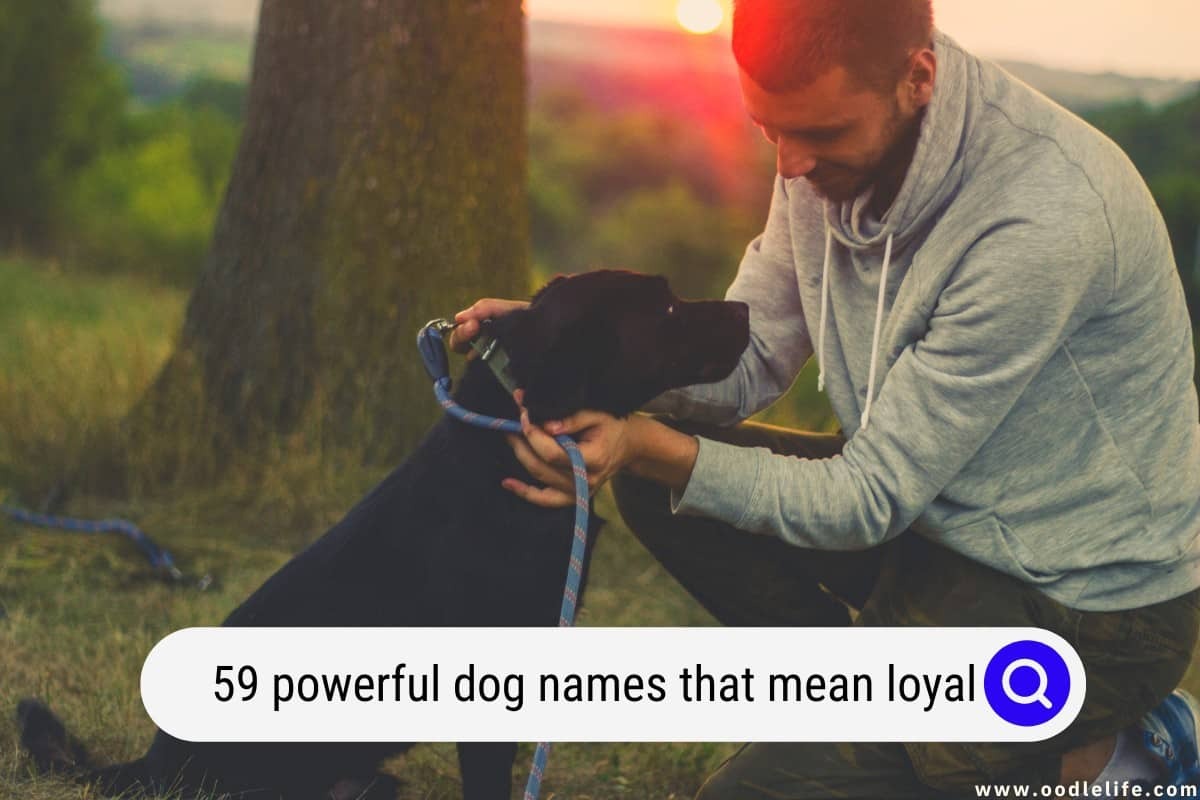 59 Powerful Dog Names That Mean Loyal
