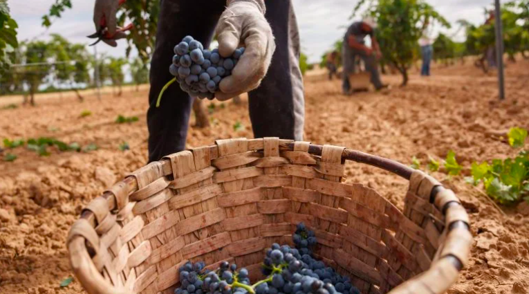 Too few wine companies are co-operating in face of climate crisis ...