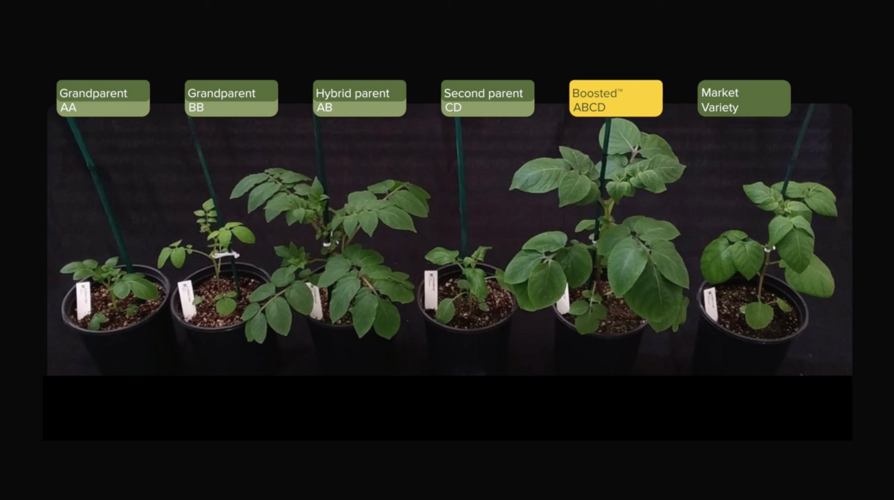 Startup engineers super crops to revolutionize agriculture and food ...