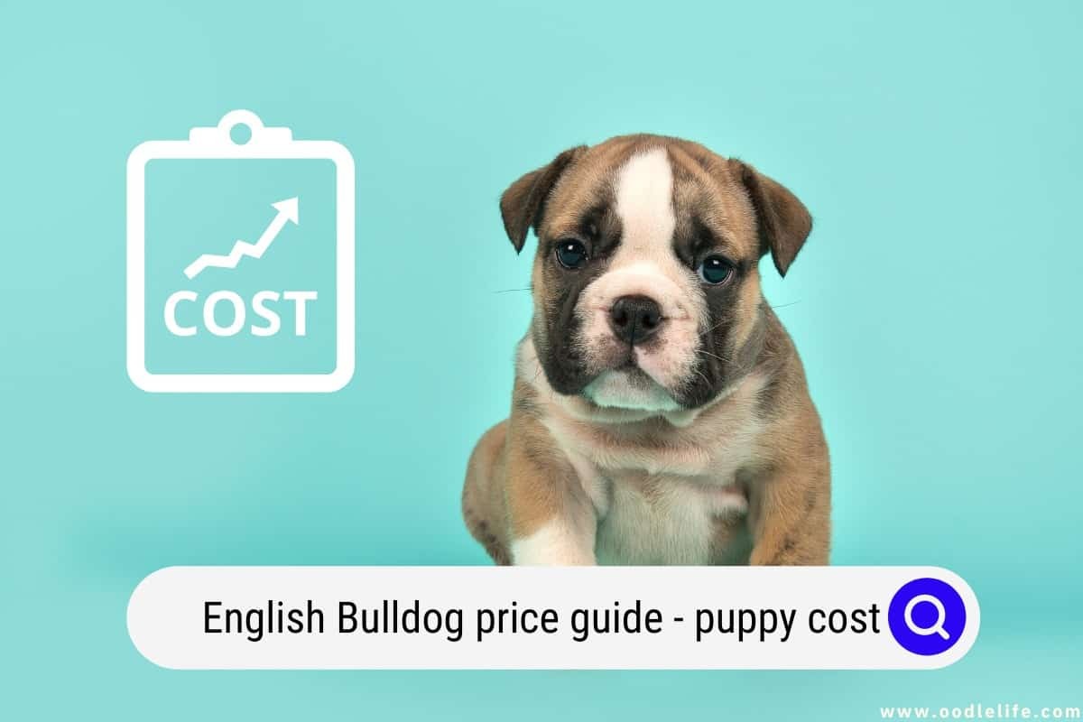 English Bulldog Price Guide (2024 Puppy Cost)