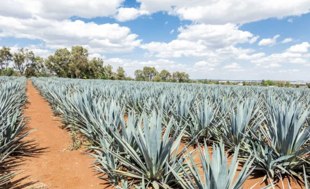 A Tequila Story