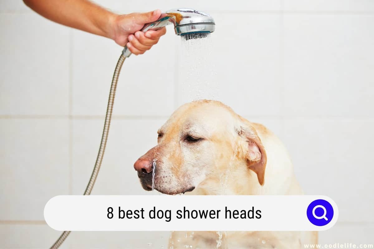 8 Best Dog Shower Heads in 2024