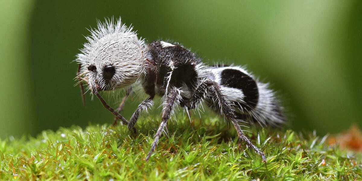 The Panda Ant is Neither a Panda Nor an Ant, but a Wingless Wasp
