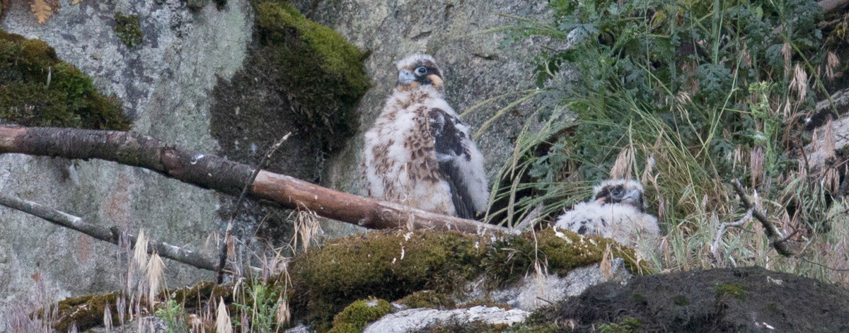 A sacred mountain in the middle of the Fraser Valley