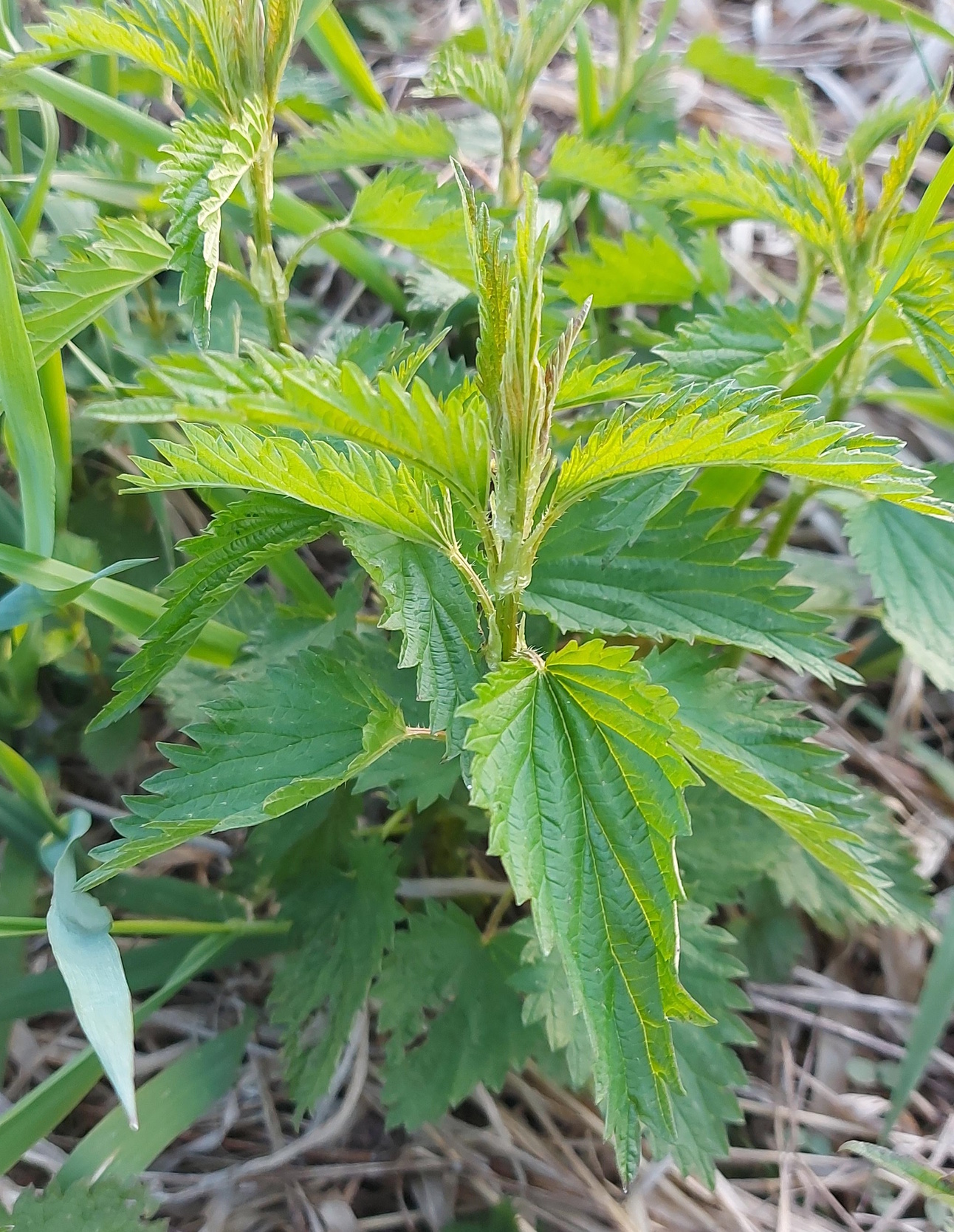 Nettles