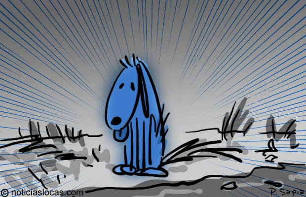 Una ciudad de la India tiene perros azules