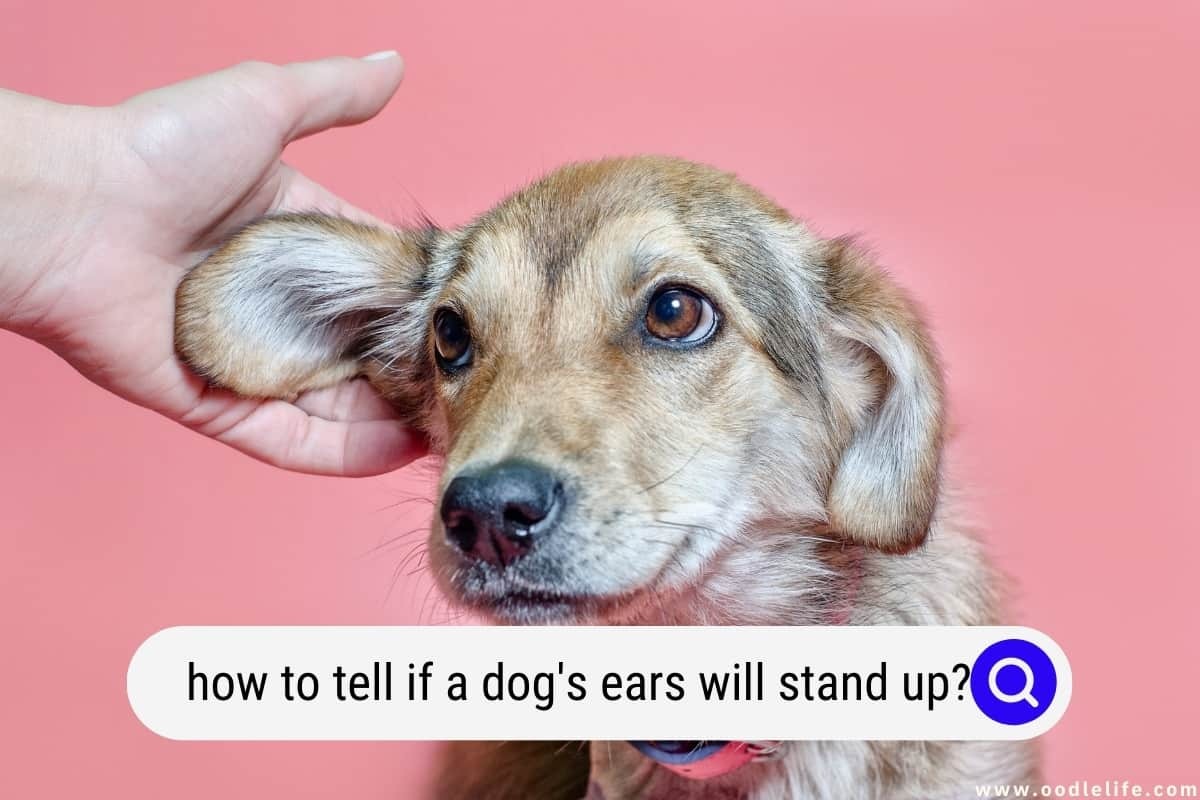 How to Tell If A Dog’s Ears Will Stand Up? (When Do Puppy Ears Stand Up)