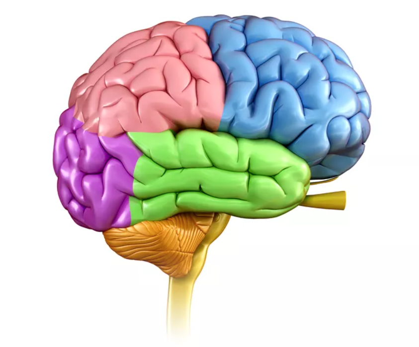 DRD2 and How Your Brain Works