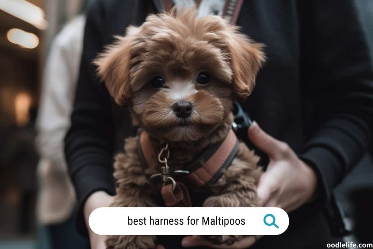 6 Best Dog Harness for Maltipoo Dogs (2024 Update) Budget and Quality