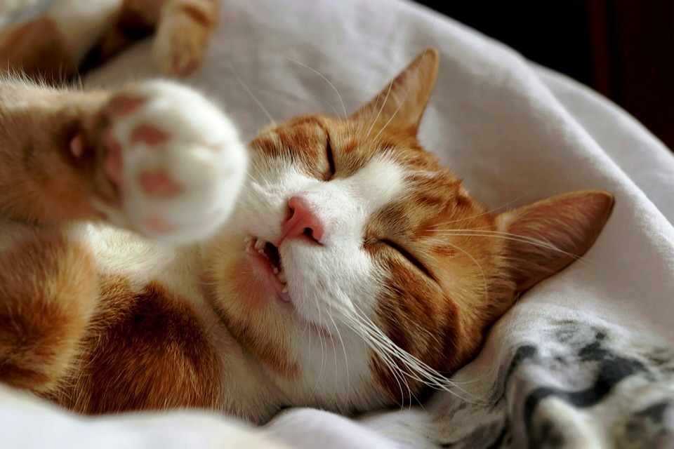 Why Does My Cat Like To Sleep On Top of Me Or On My Chest?