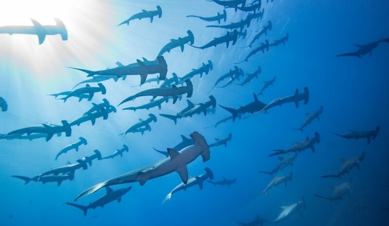 Scuba Diving in Mikomoto Island