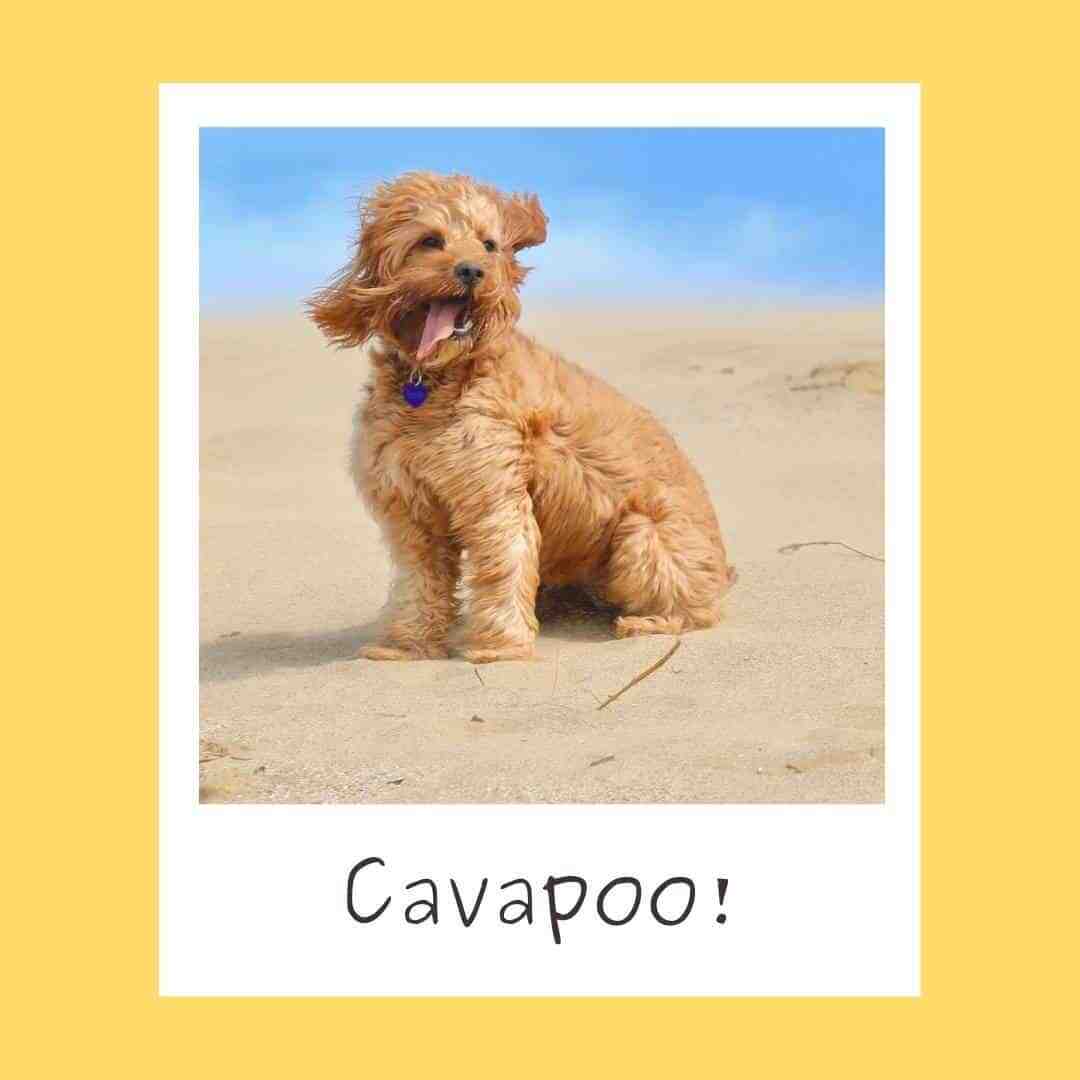Are Cavapoos Hyper? [Strategies]
