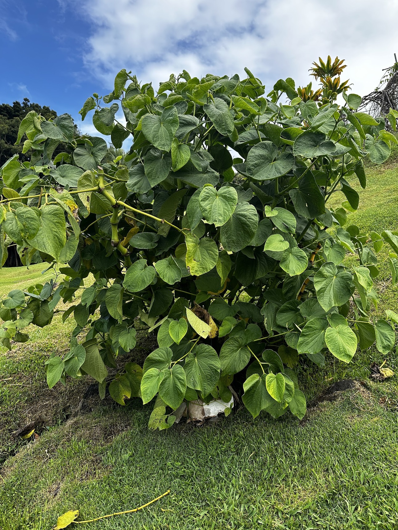 What does the kava plant look like?