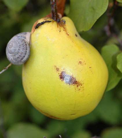 Definition | Quince | Futura Health