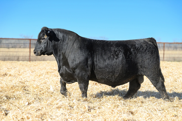 🛠️ Building Better Bulls With Data