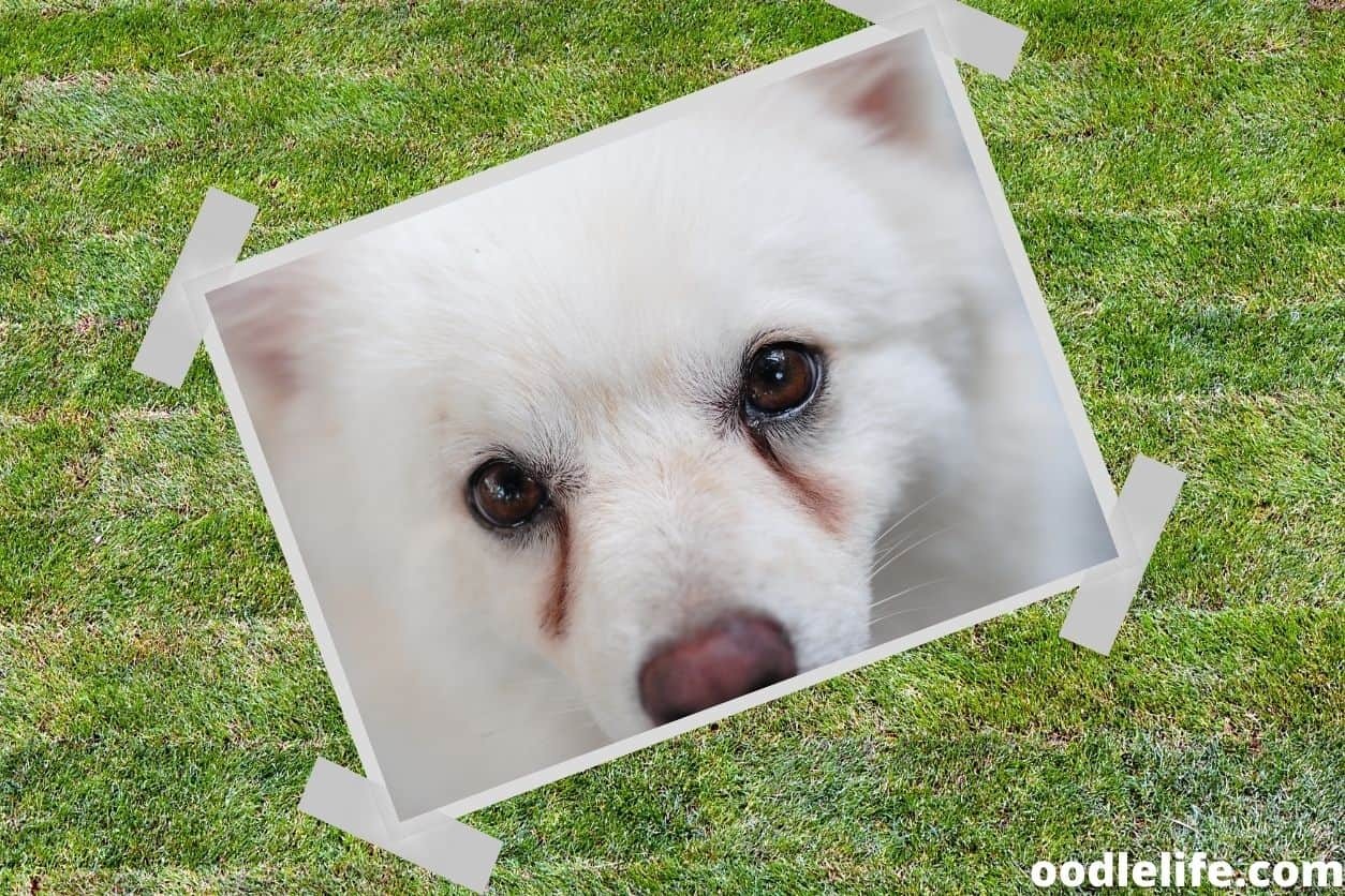 How To Get Rid of Tear Stains on Dogs