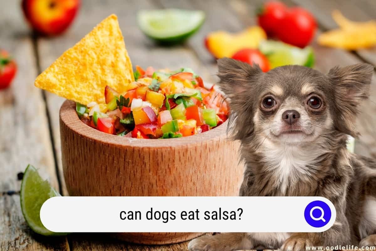 Can Dogs Eat Salsa?